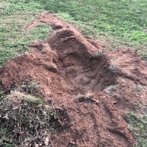 Stump Removal and Grinding | Rutter Stump Removal | AKA Rutter the Cutter